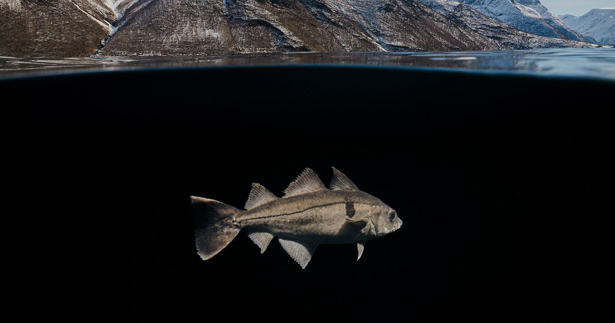 Norwegian haddock | Seafood from Norway | Seafood from Norway