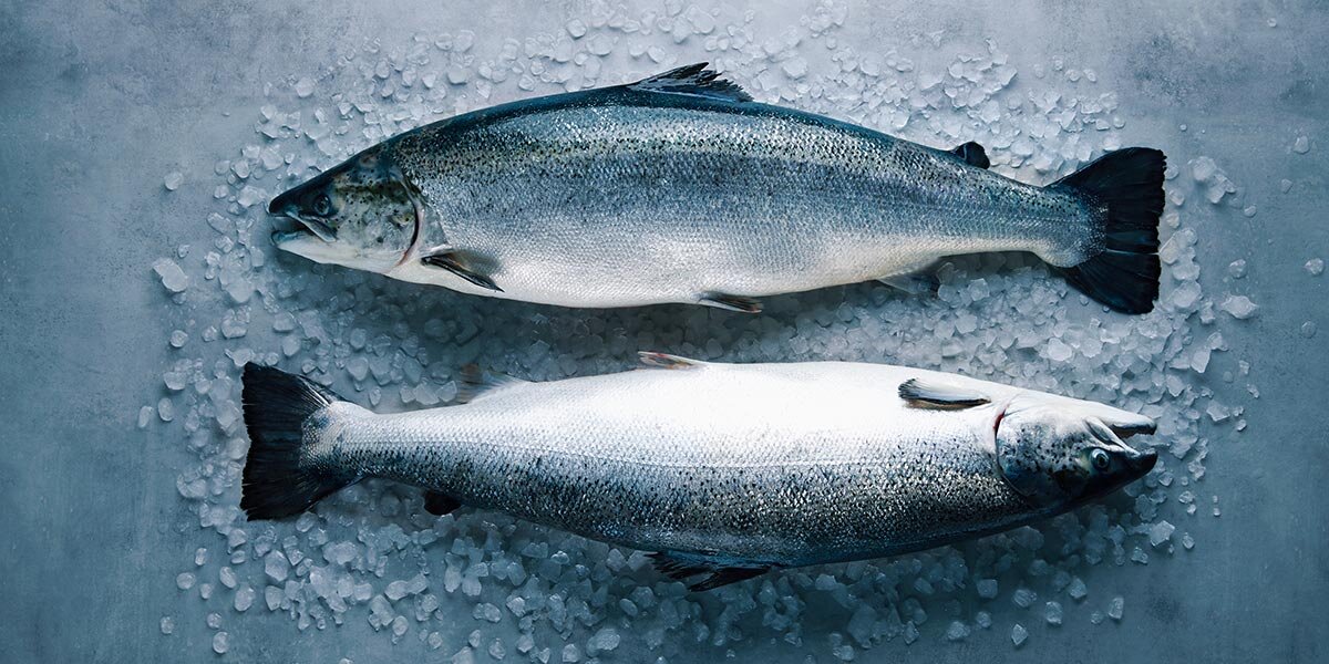 Norwegian salmon | Seafood from Norway | Seafood from Norway